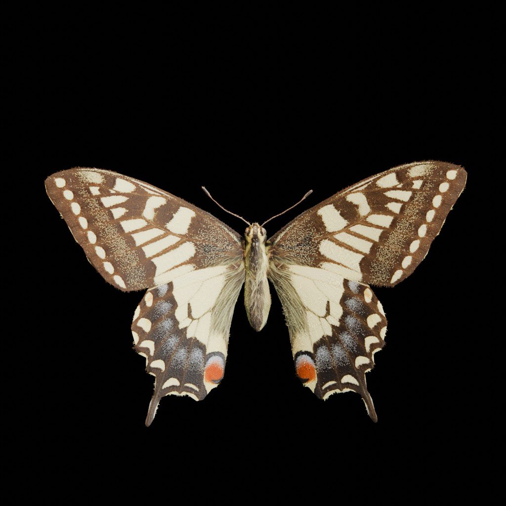 Real Butterfly | Insects models | BlenderKit