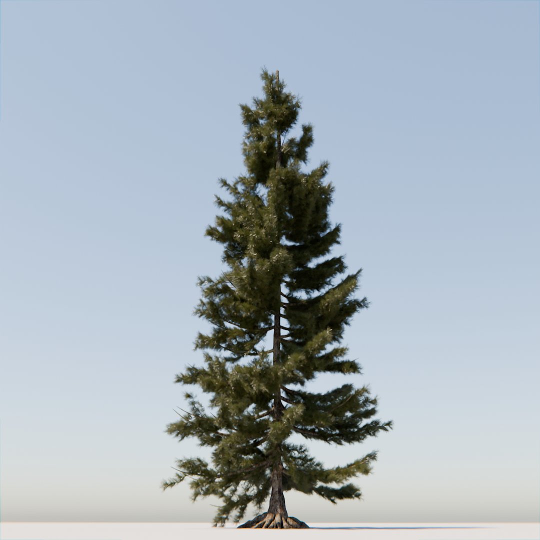 Coniferous Tree 04 | Trees models | BlenderKit