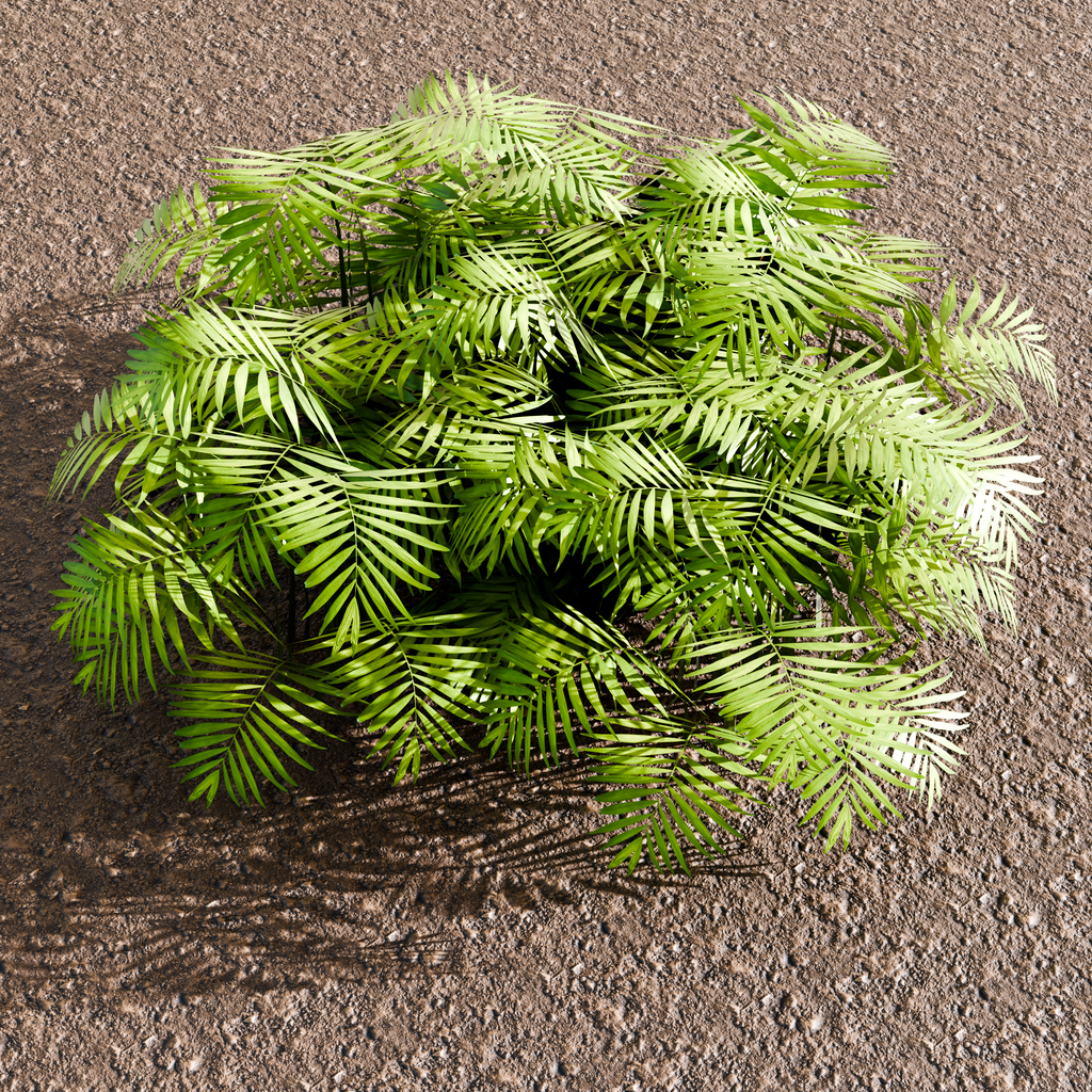 Plant Parlor palm in the Wild | Outdoor Plants models | BlenderKit