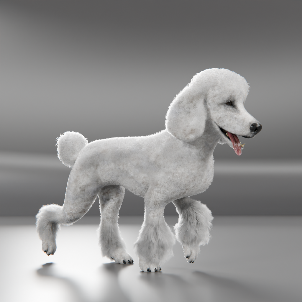 Dog White Poodle Rigged and Animated | Mammals models | BlenderKit