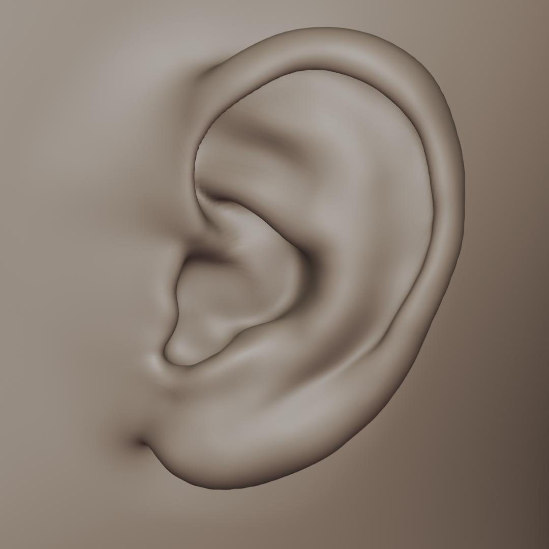 Generic Female Ears Realistic | FREE Human Face brushes | BlenderKit