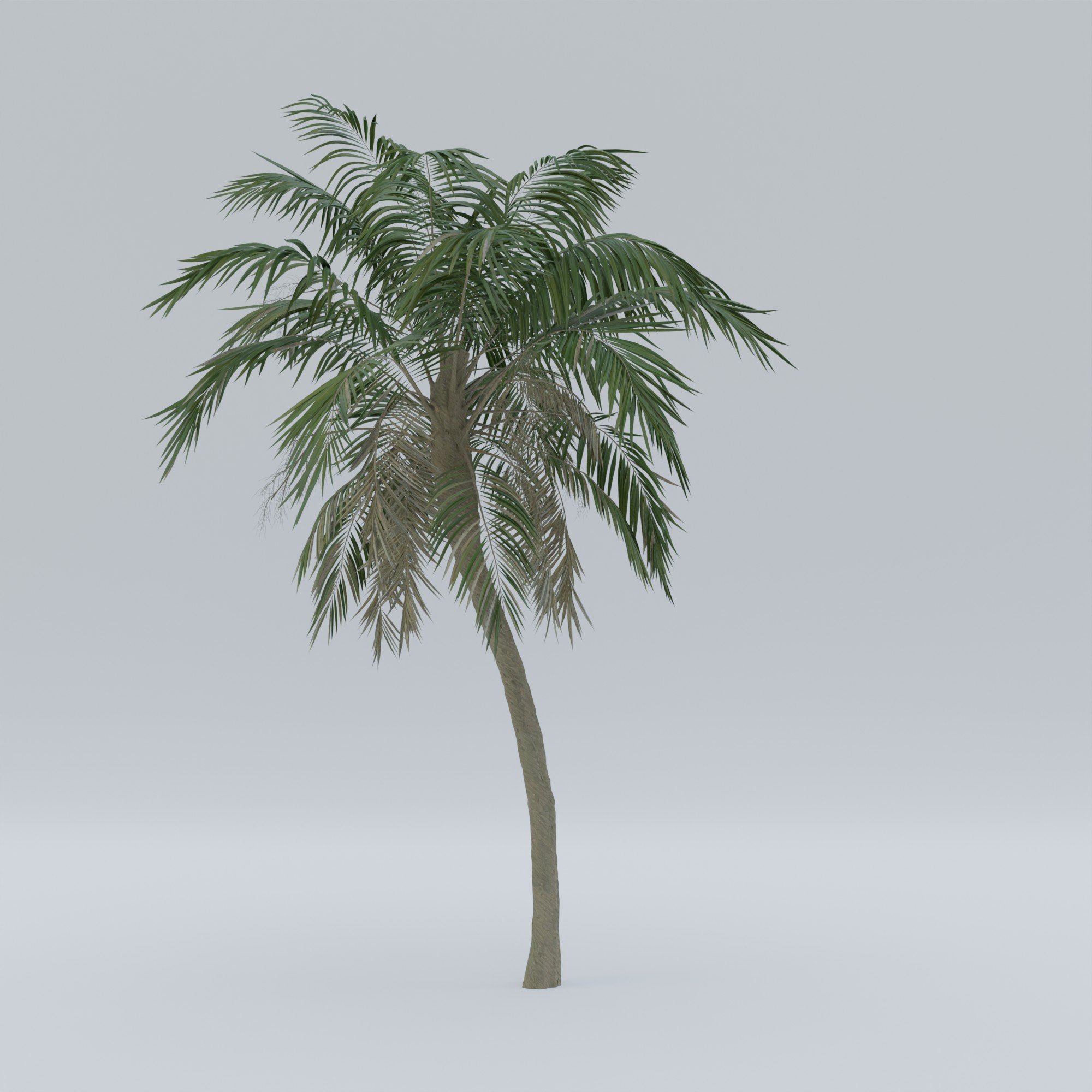 Palm V1 | Trees models | BlenderKit