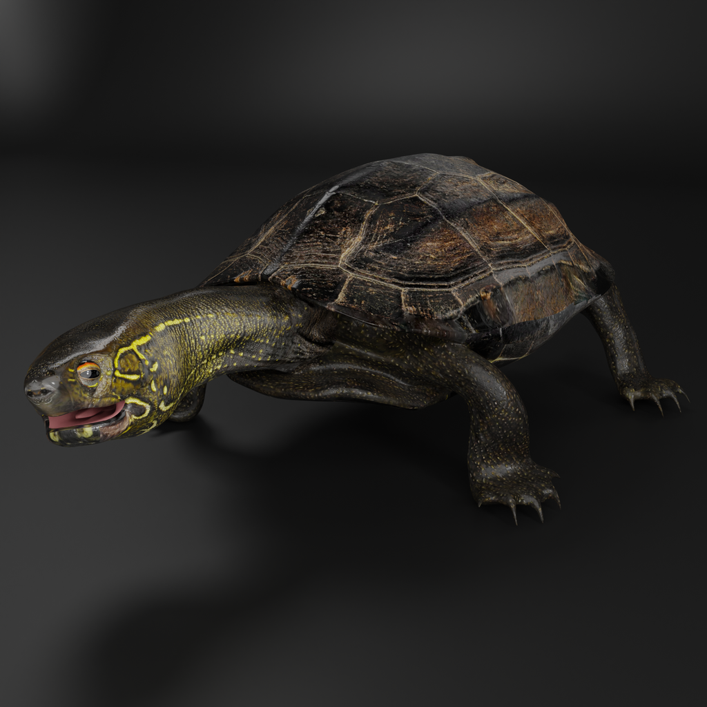 Reeve's pond turtle v.1.2 | FREE Reptiles models | BlenderKit