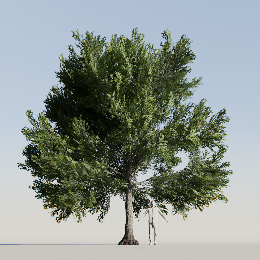 American beech tree variation low poly | Trees models | BlenderKit