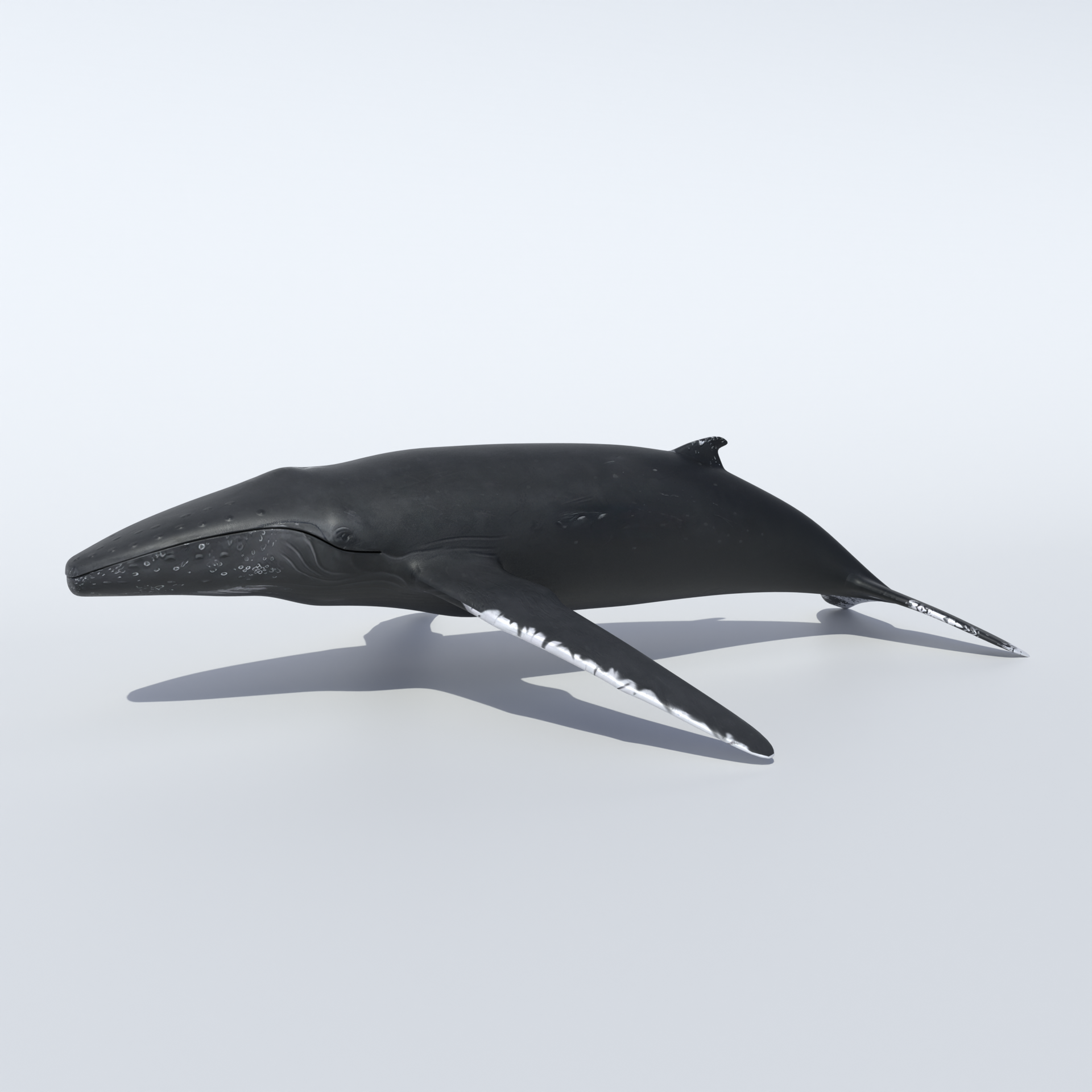 Humpback Whale | Mammals models | BlenderKit