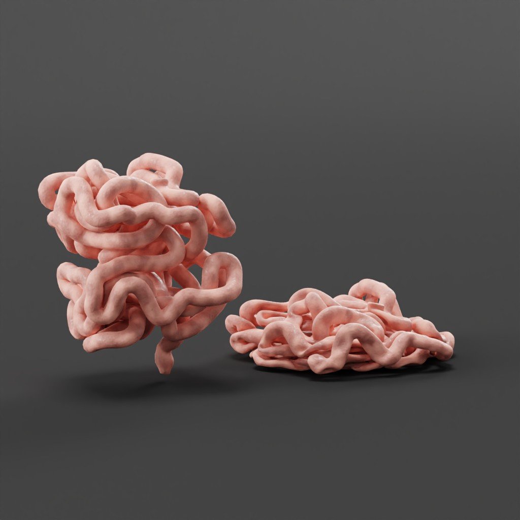 Exposed Small Intestine | Internal Organs models | BlenderKit
