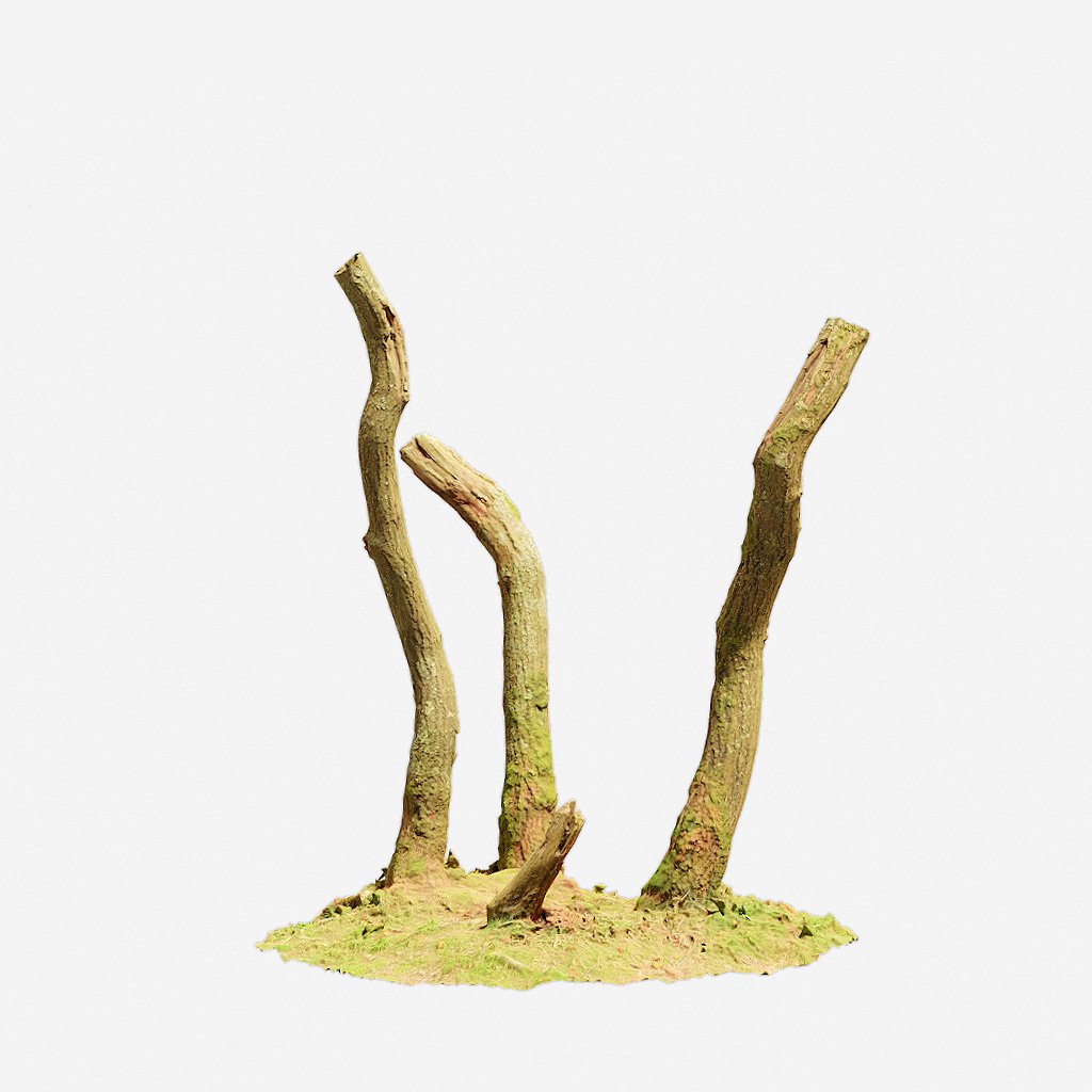 Oak Tree Trunk Small PBR Scan 07 | Trees models | BlenderKit