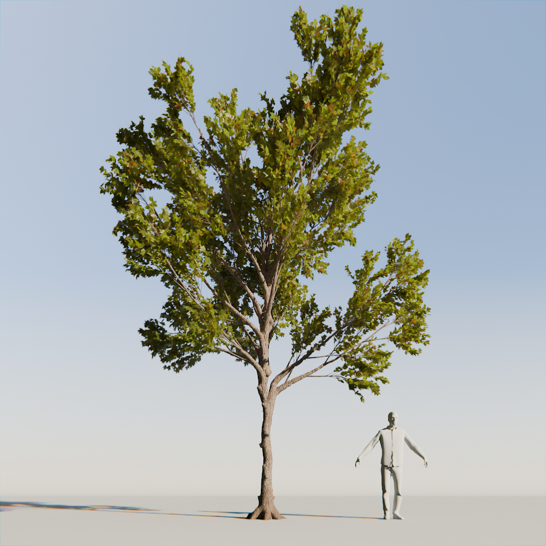 Maple Tree Variation | Trees models | BlenderKit