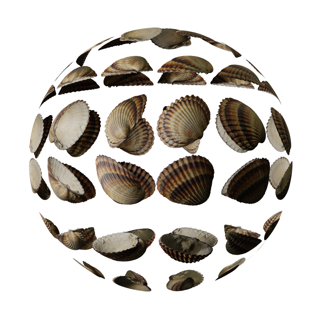 Seashell Atlas | FREE organic materials | BlenderKit