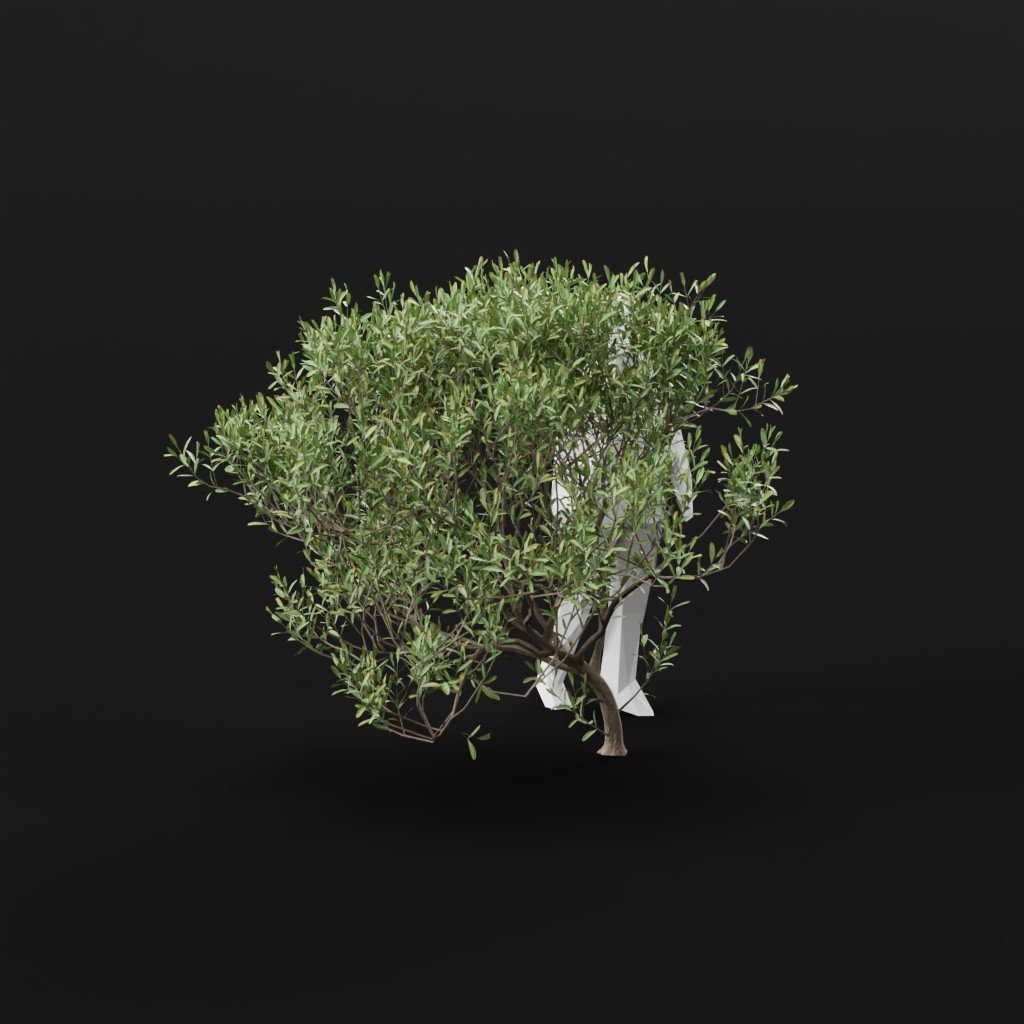 Olive Tree Bent Small | Trees models | BlenderKit
