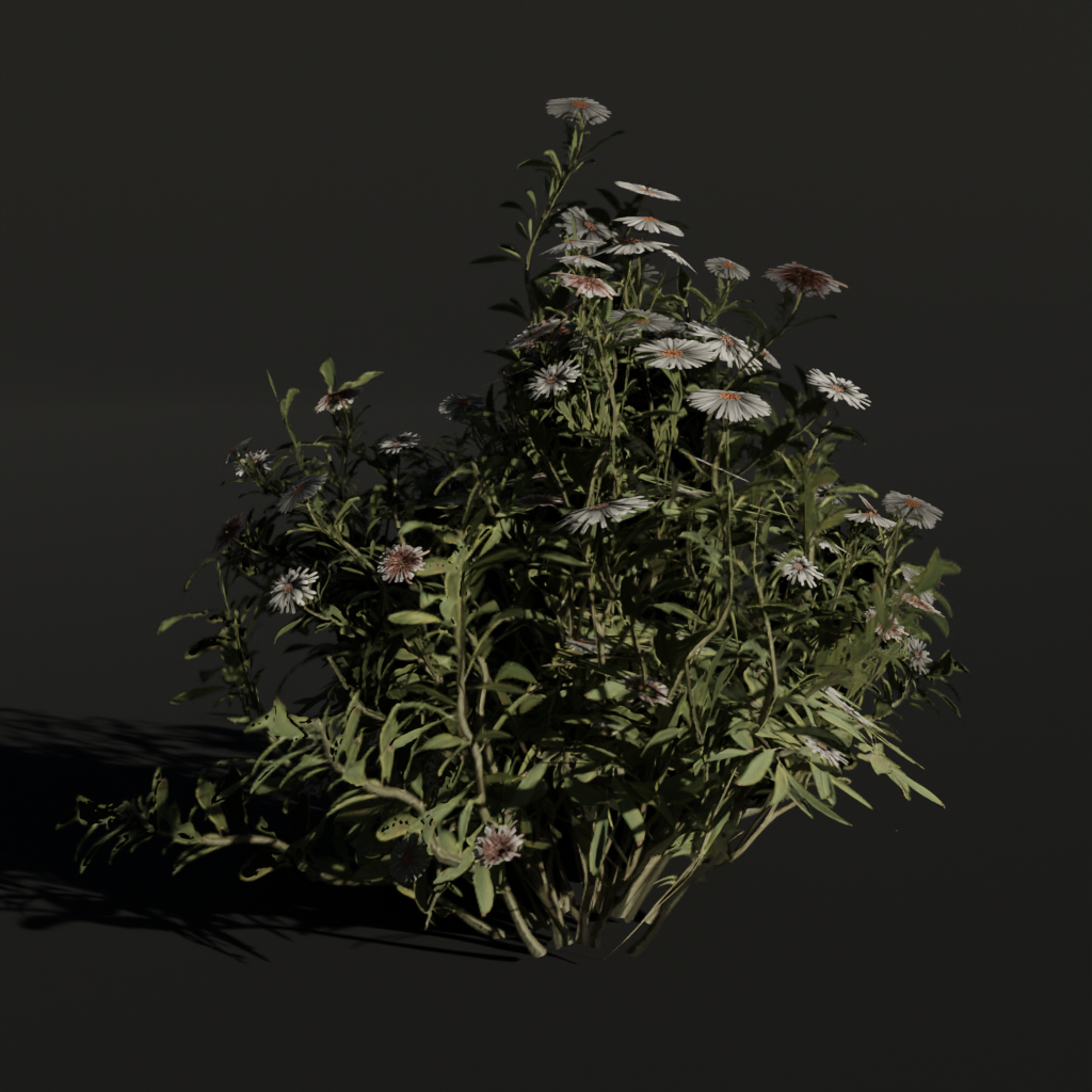 Flowers Aster c1 | Trees models | BlenderKit