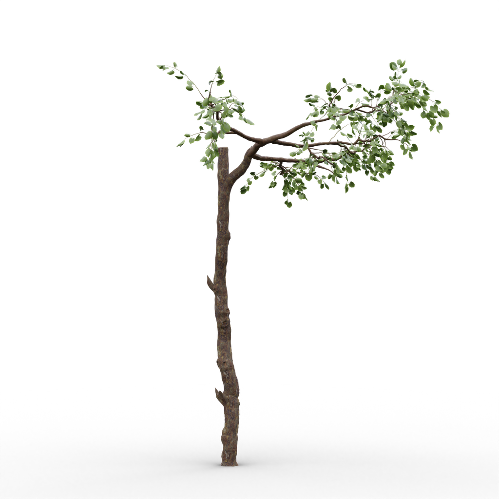 Old tree v5 | Trees models | BlenderKit