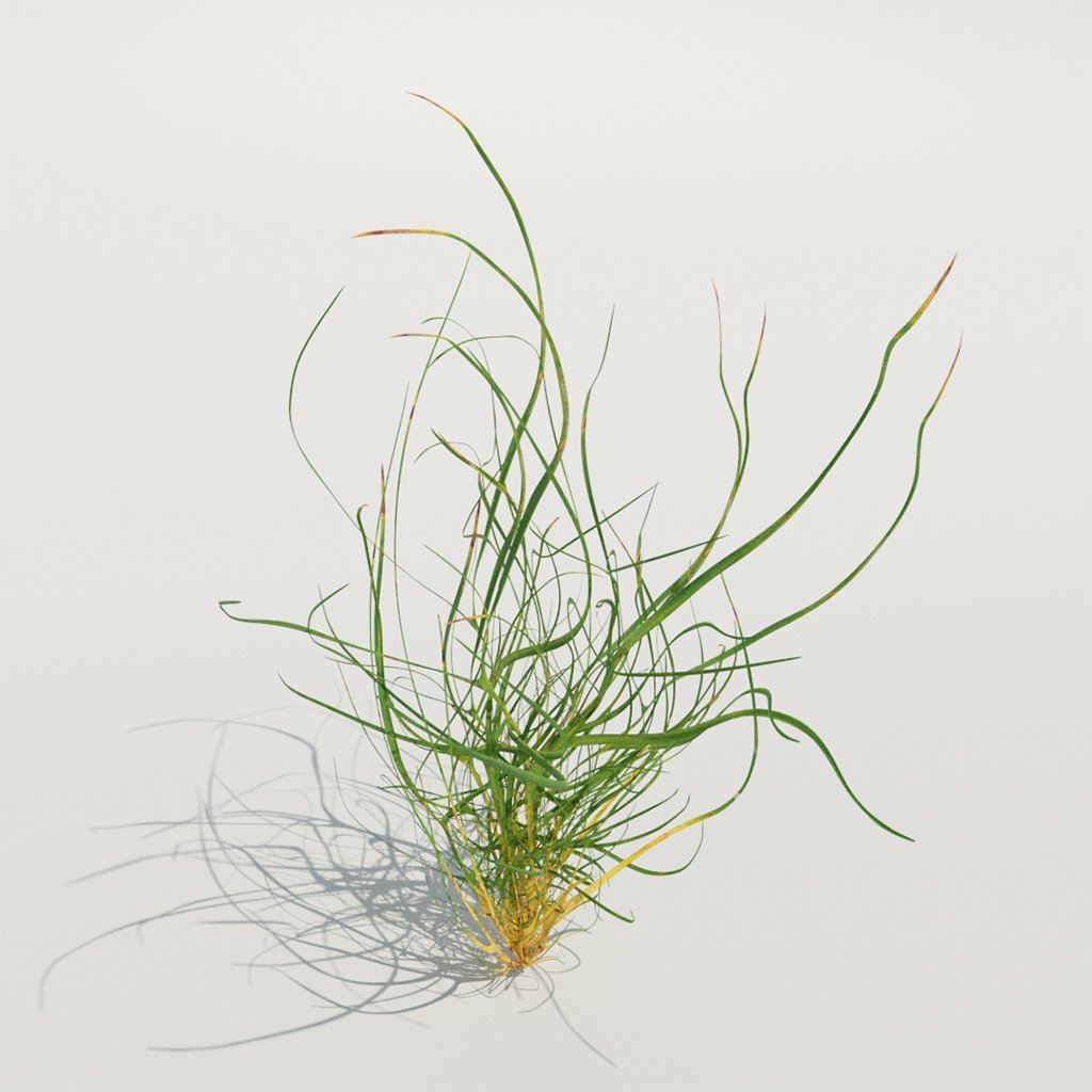 Grass strands small | Grass models | BlenderKit