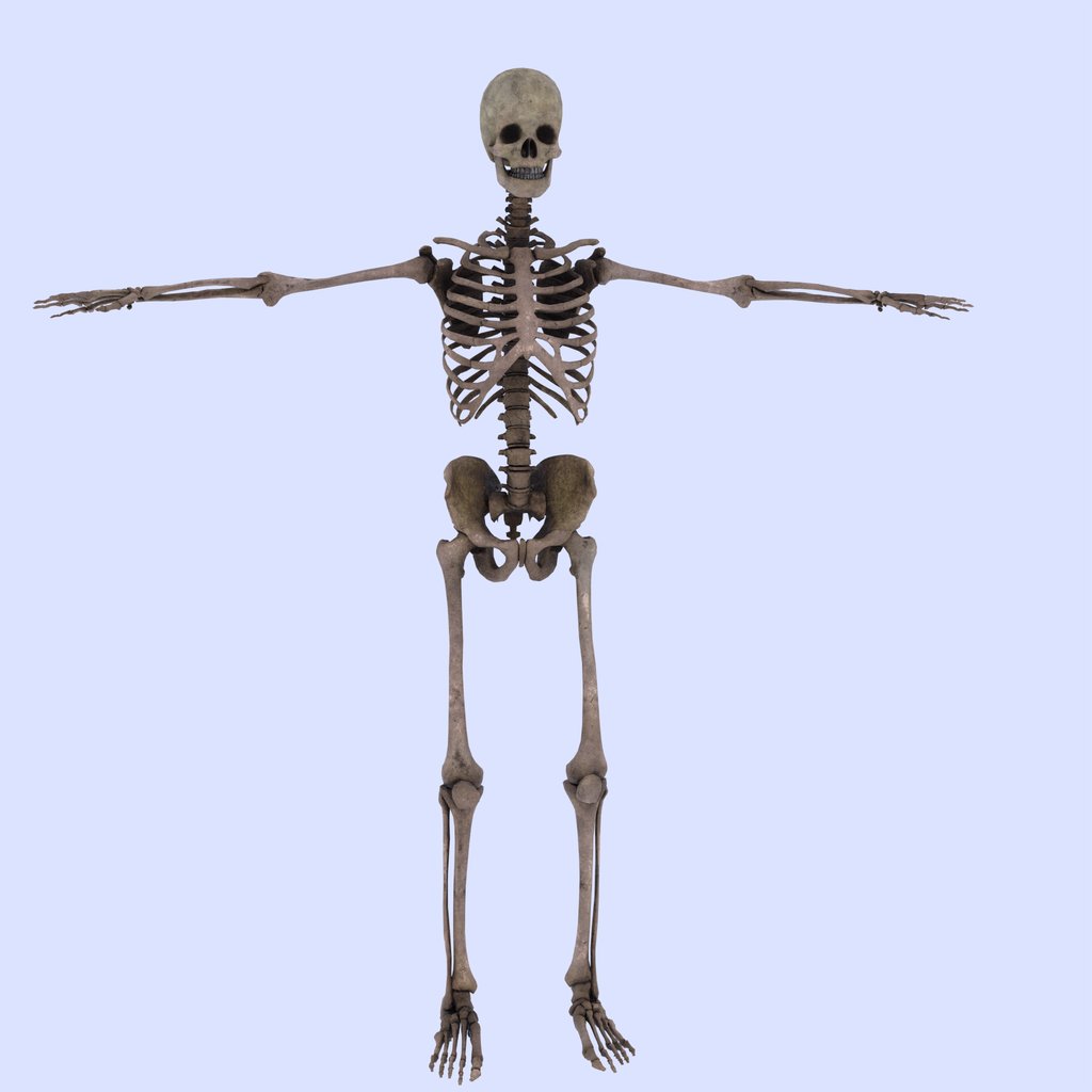 Realistic human skull | Human Skeletons models | BlenderKit