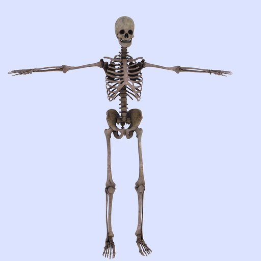 Fully rigged human skeleton | Human Skeletons models | BlenderKit