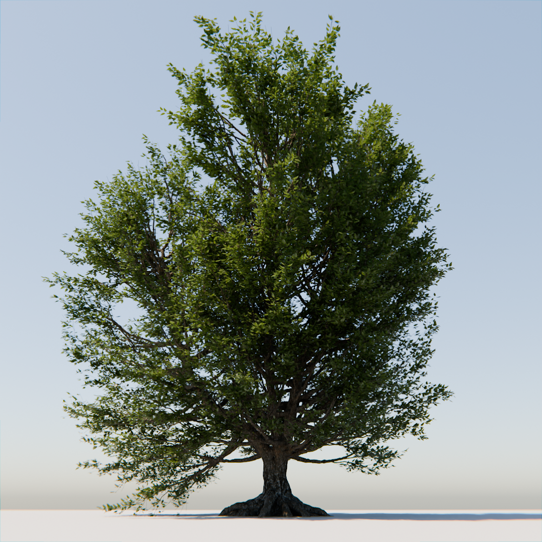 Tree 10 | Trees models | BlenderKit