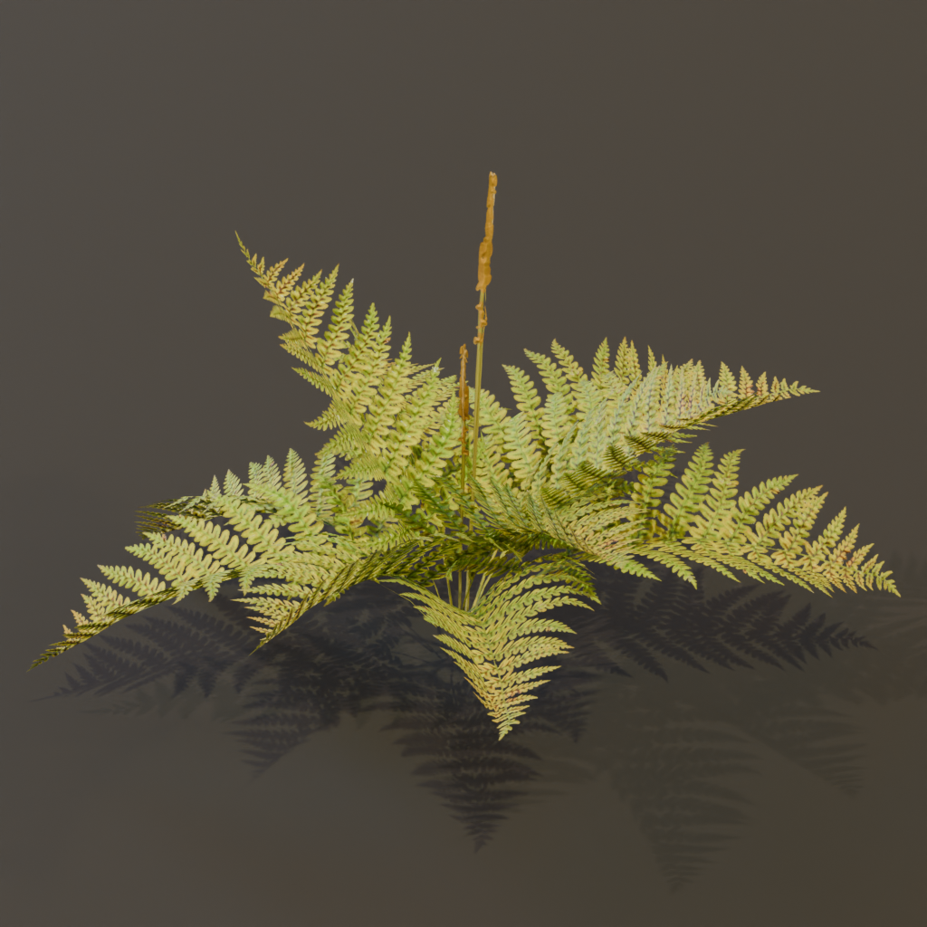 Cinnamon Fern Young Var | Outdoor Plants models | BlenderKit