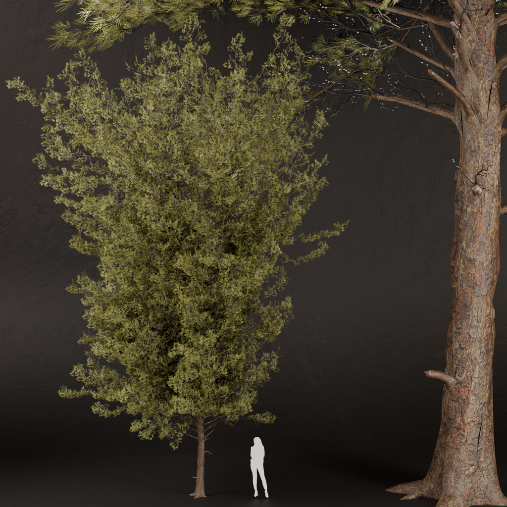 BlenderKit | Download the SJ-Premium Pine Forest Tree model