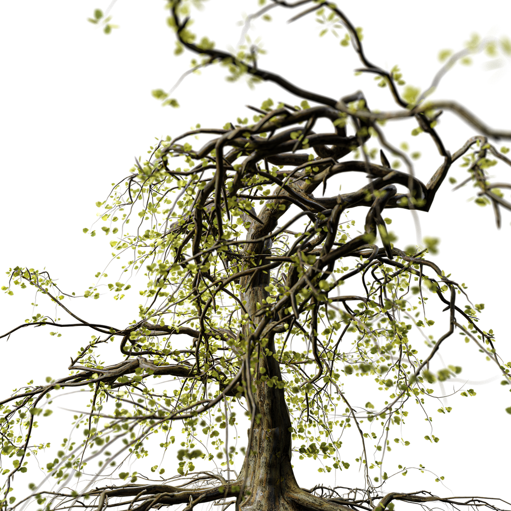 Artistic old tree | FREE Trees models | BlenderKit