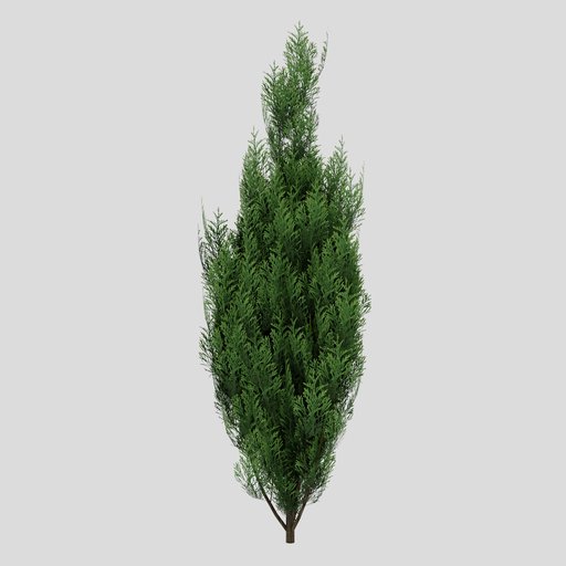Cupressus wilma | Trees models | BlenderKit