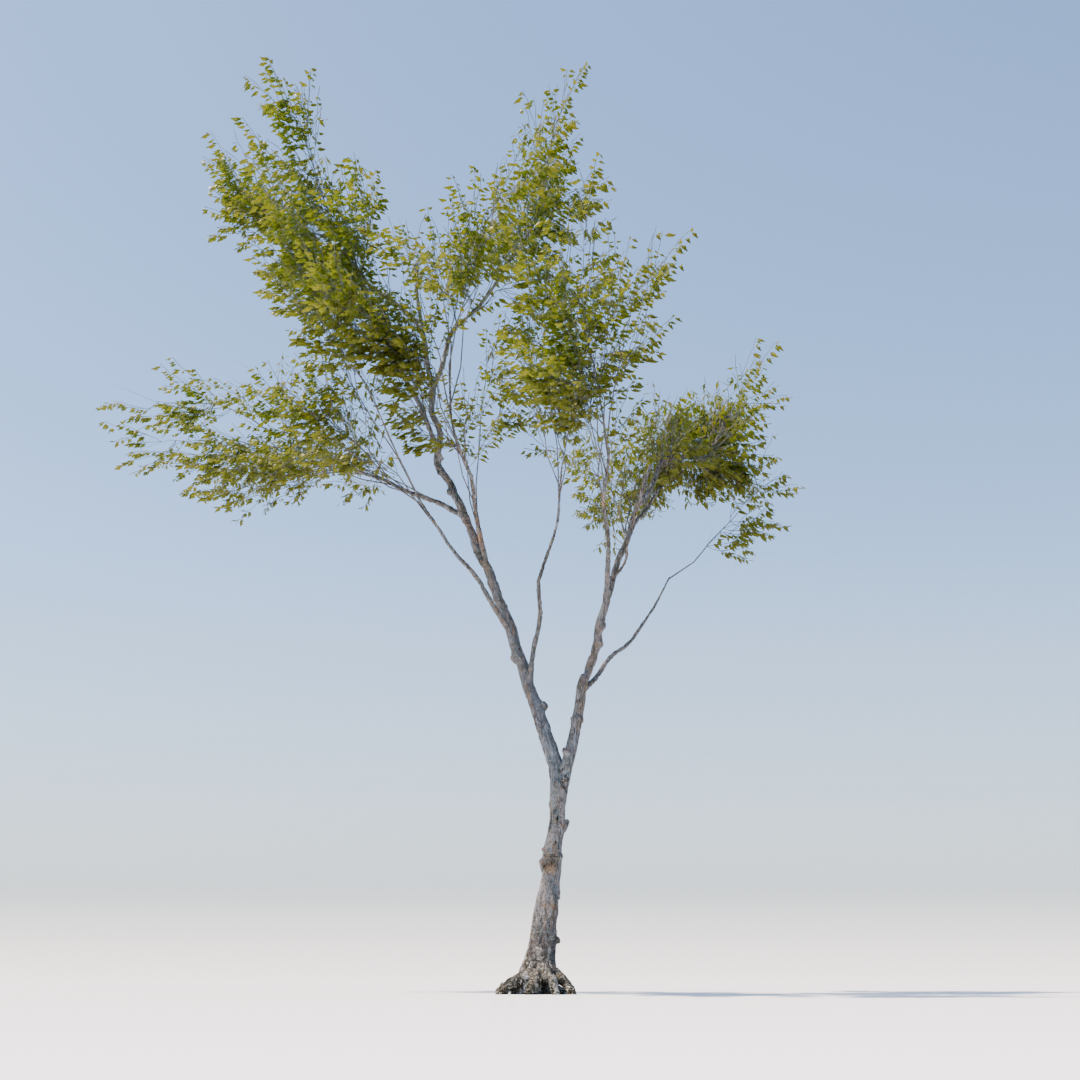 Tree 25 | Trees models | BlenderKit