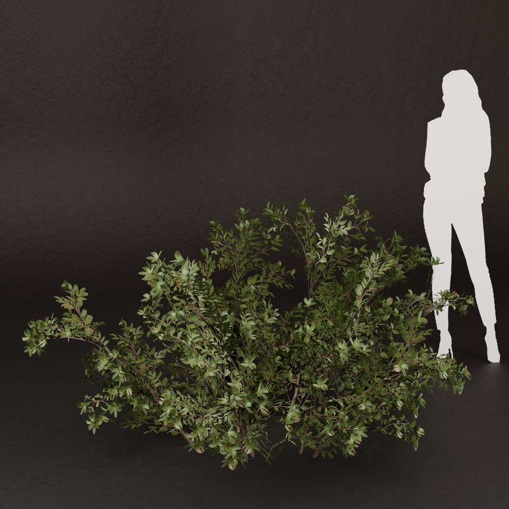 SJ-Still Garden Spirit Bush | Outdoor Plants models | BlenderKit