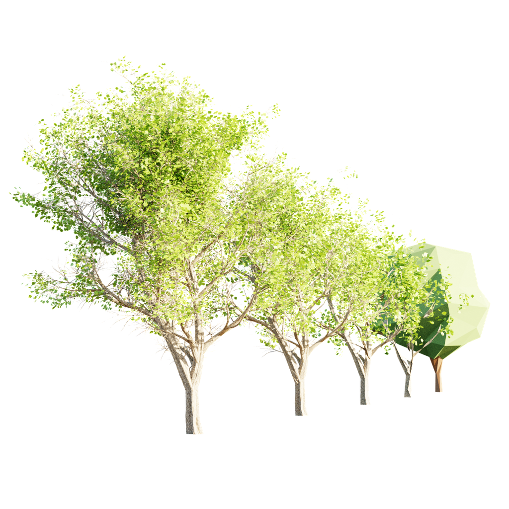 Tree with 4 LOD and PROXY | Trees models | BlenderKit