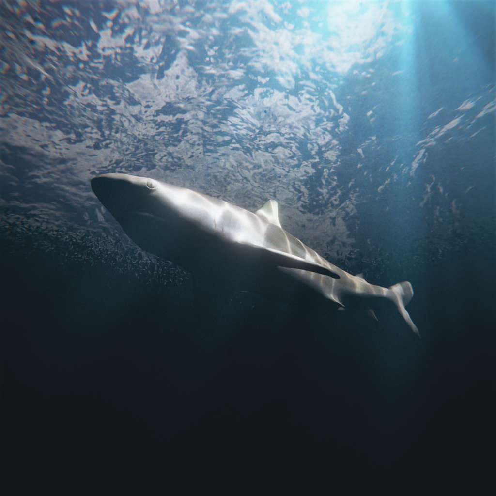 Animated underwater shark | FREE Nature scenes | BlenderKit