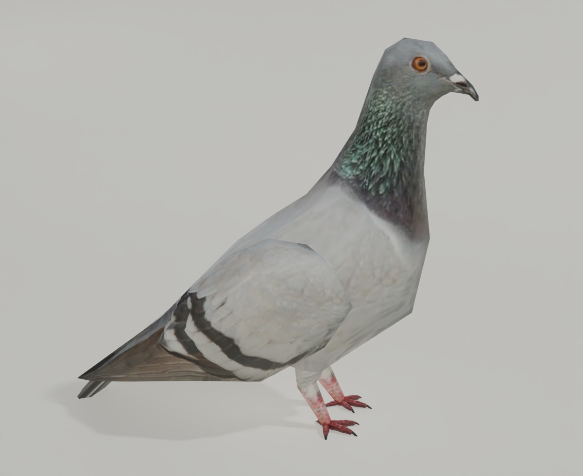 Low Poly Pigeon | FREE Birds models | BlenderKit
