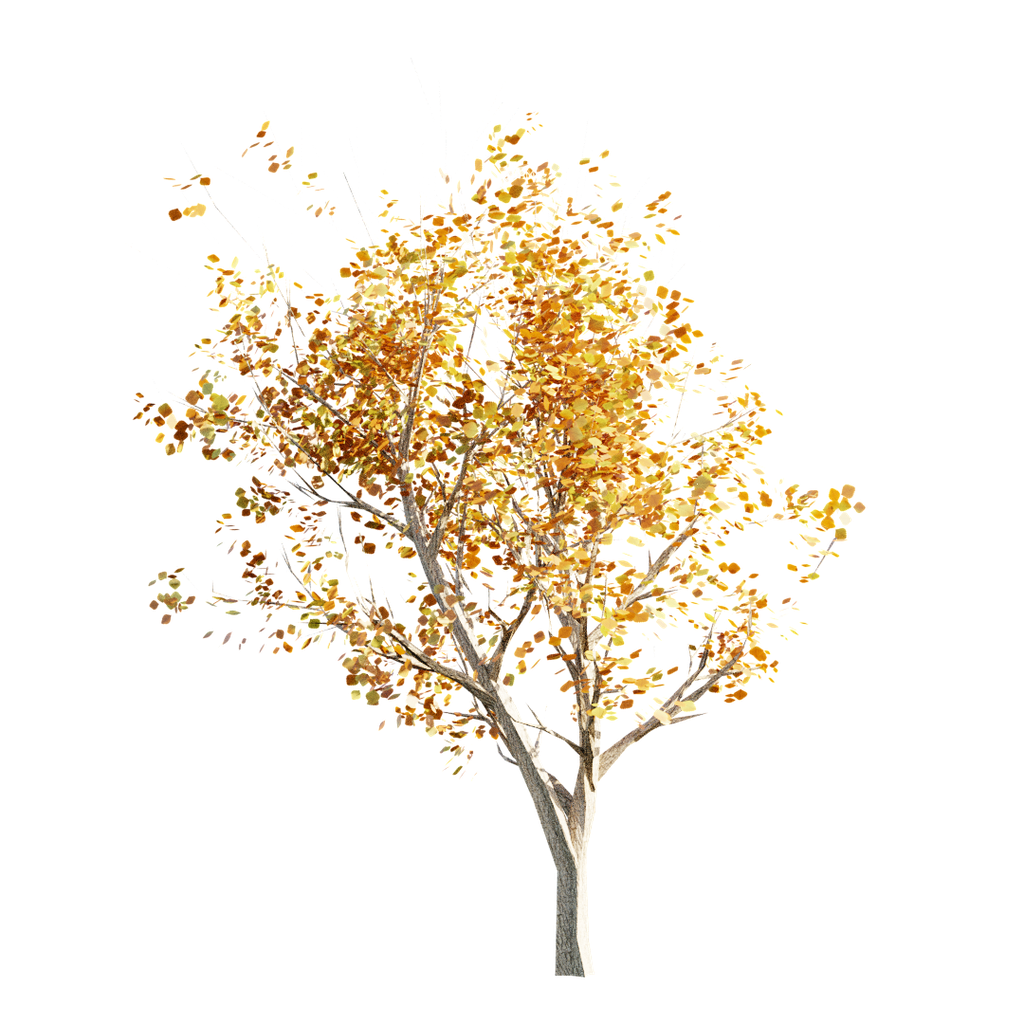 Tree LOD 2 Autumn | FREE Trees models | BlenderKit