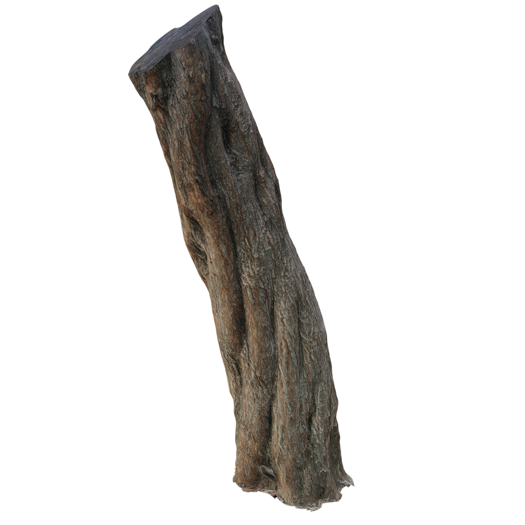 Tree Trunk | FREE Trees models | BlenderKit