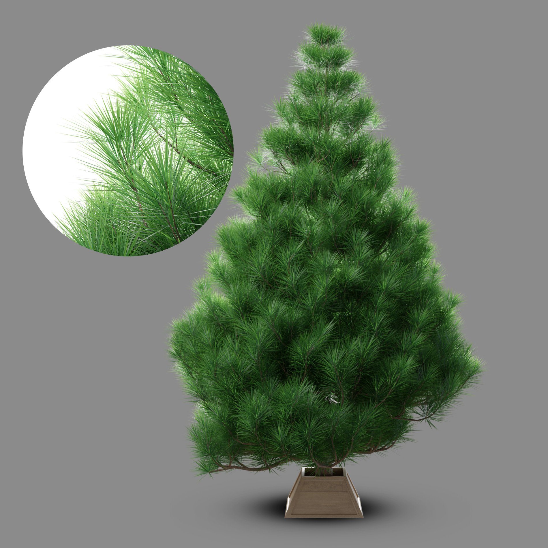 Indoor Pine Tree | 3D Tree models | BlenderKit