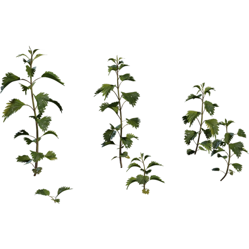 Procedural Ivy Generator GN | FREE Outdoor Plants models | BlenderKit