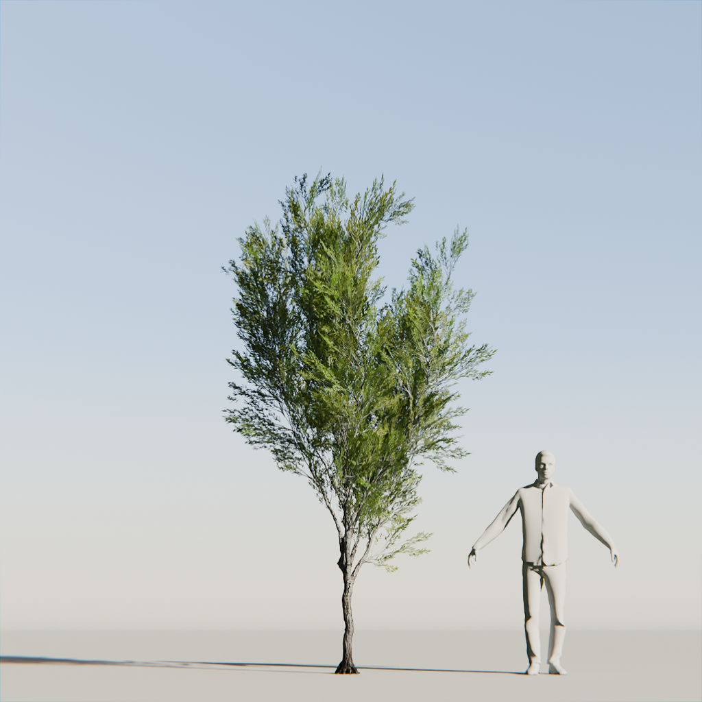 Coral bark tree animated lowpoly | Trees models | BlenderKit