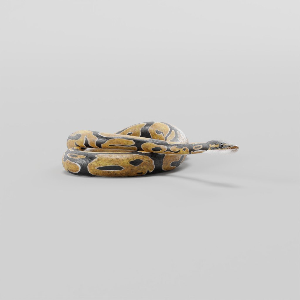 Burmese Python | 3D Mammal models | BlenderKit