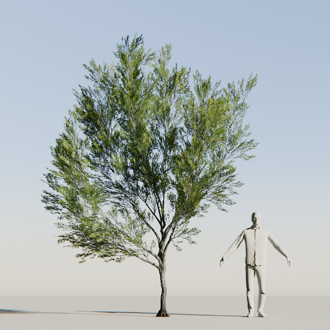 Coral bark tree animated lowpoly | Trees models | BlenderKit