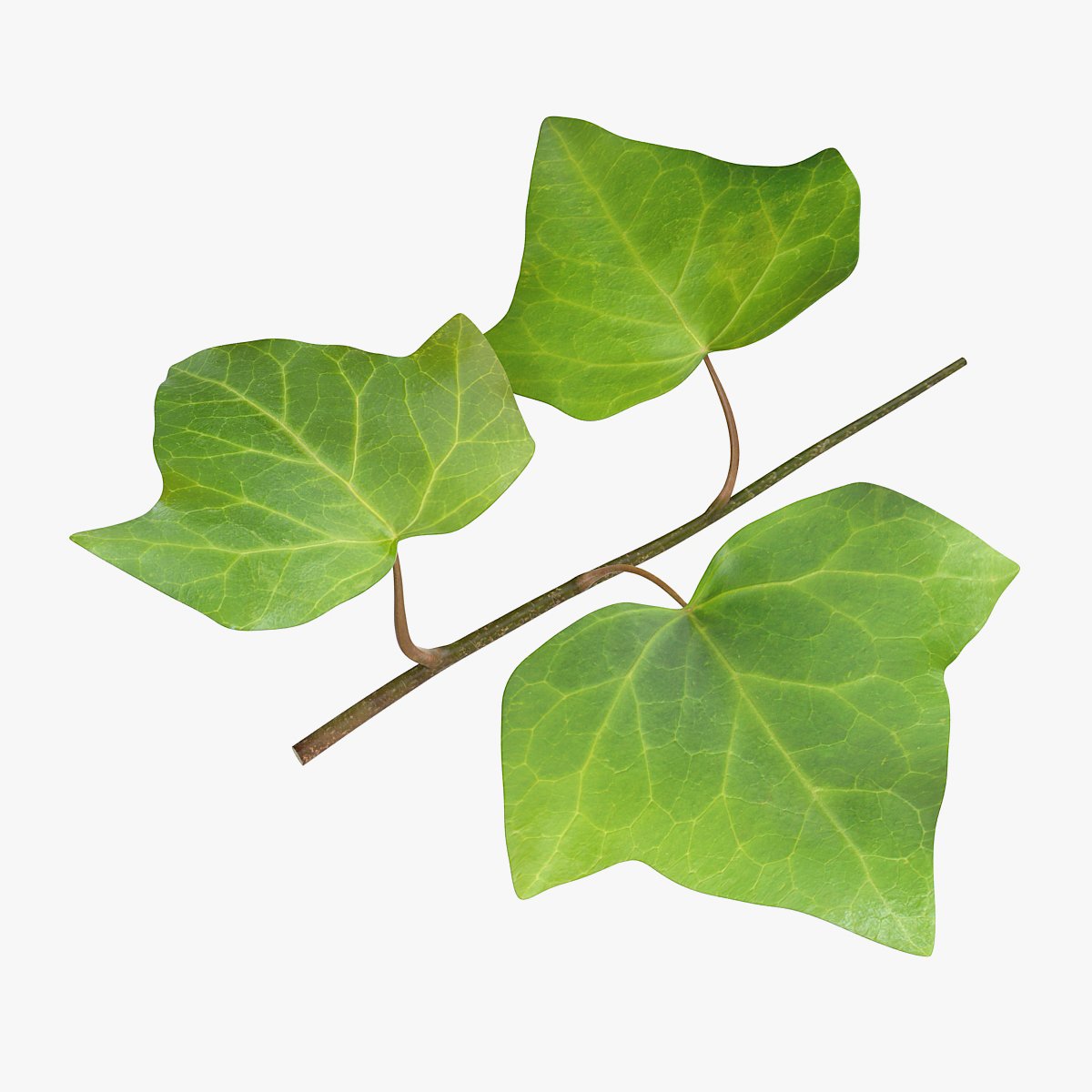 Ivy Leaf | Plants models | BlenderKit