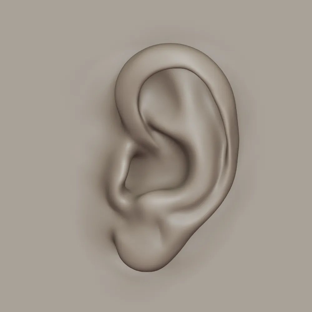 Ear | Human Face brushes | BlenderKit