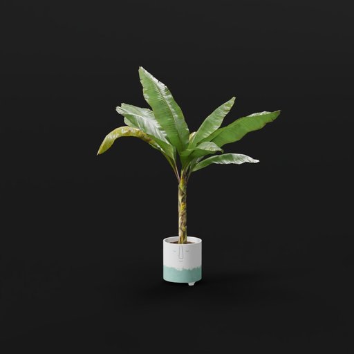 Tropical Banana Tree Pot Animated | Indoor Plants models | BlenderKit