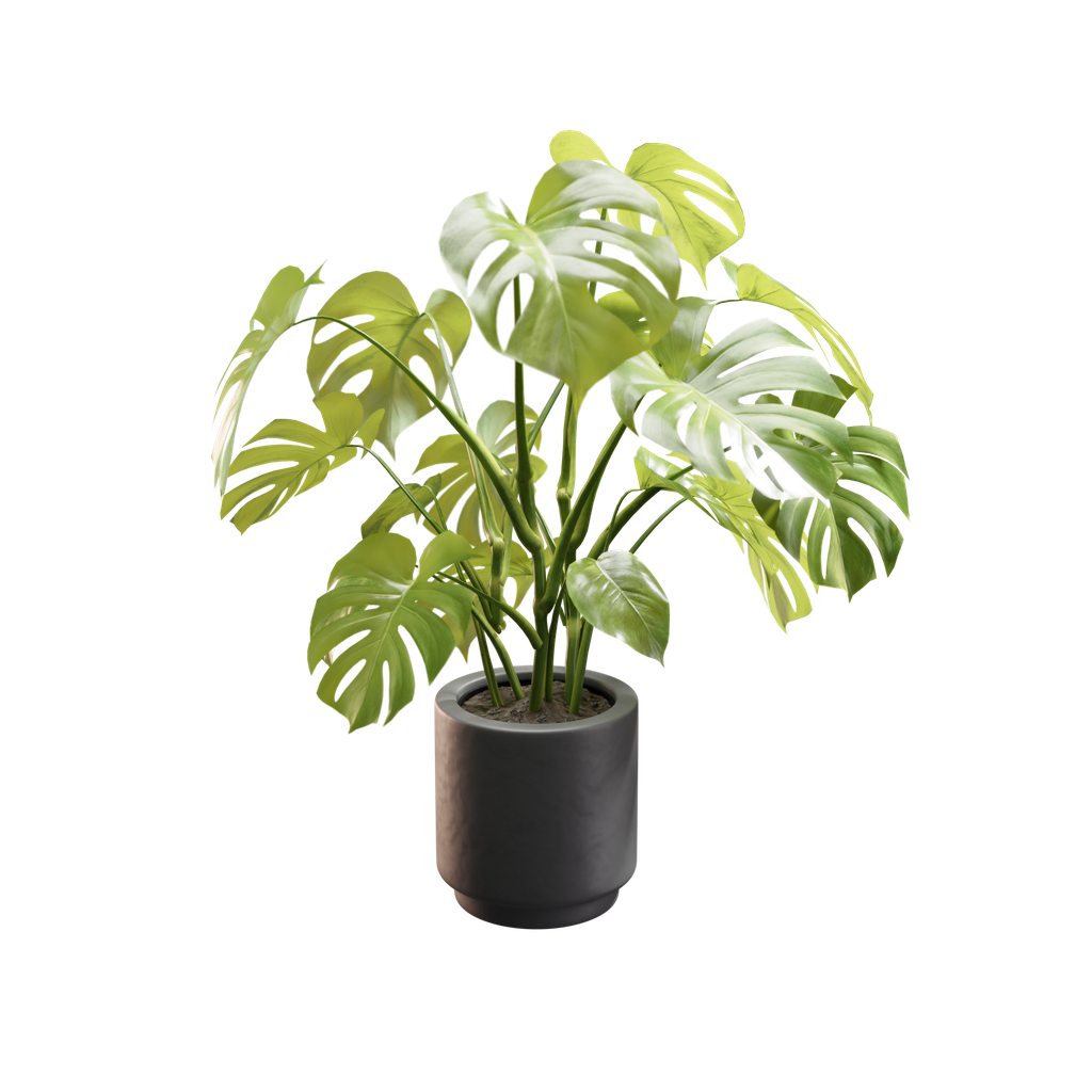 Small Monstera plant | FREE Indoor Plants models | BlenderKit