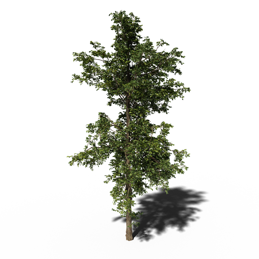 Combretum wild tree | FREE Trees models | BlenderKit