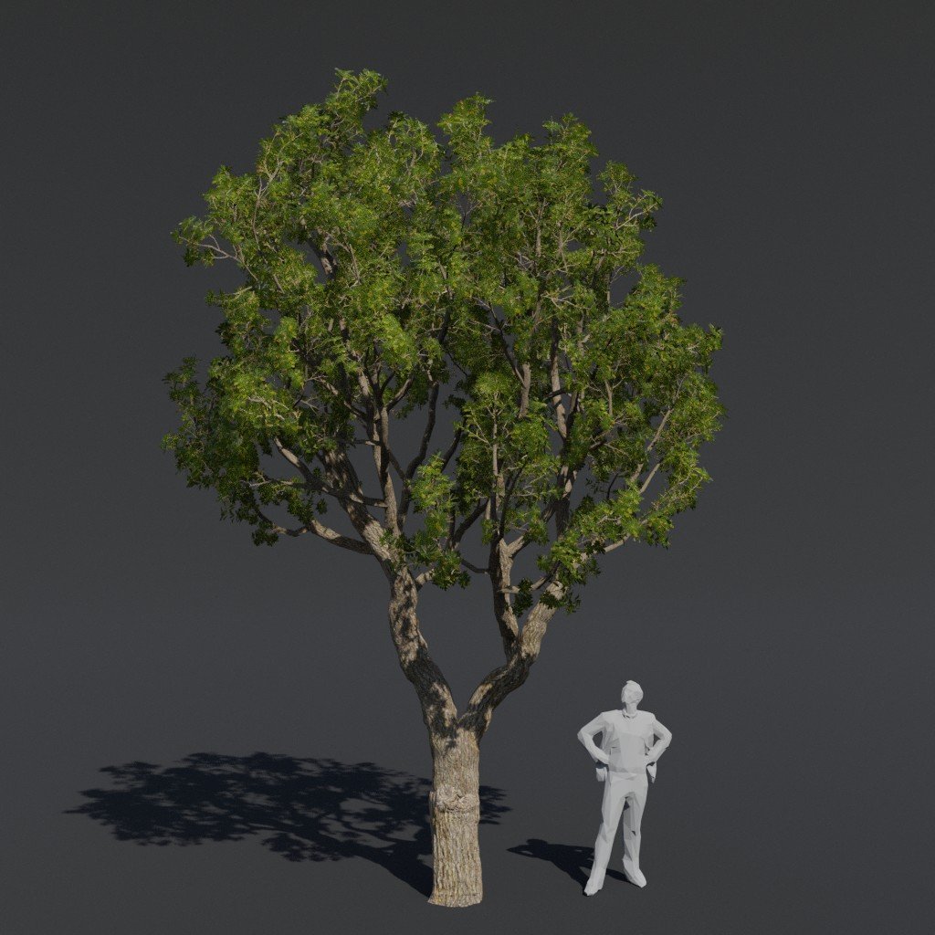 Tree Black Board D1 | Trees models | BlenderKit
