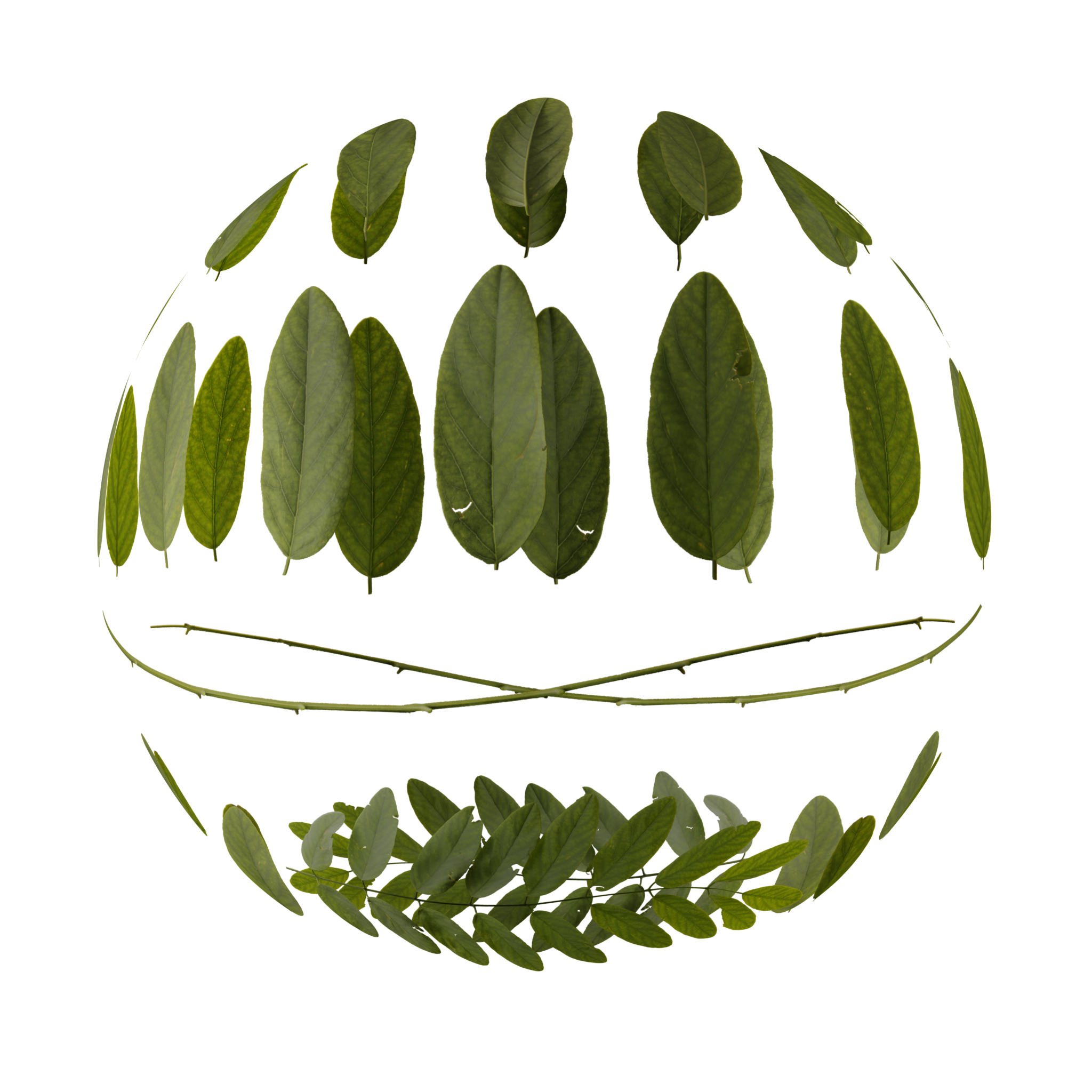 Plant leaves atlas | FREE organic materials | BlenderKit