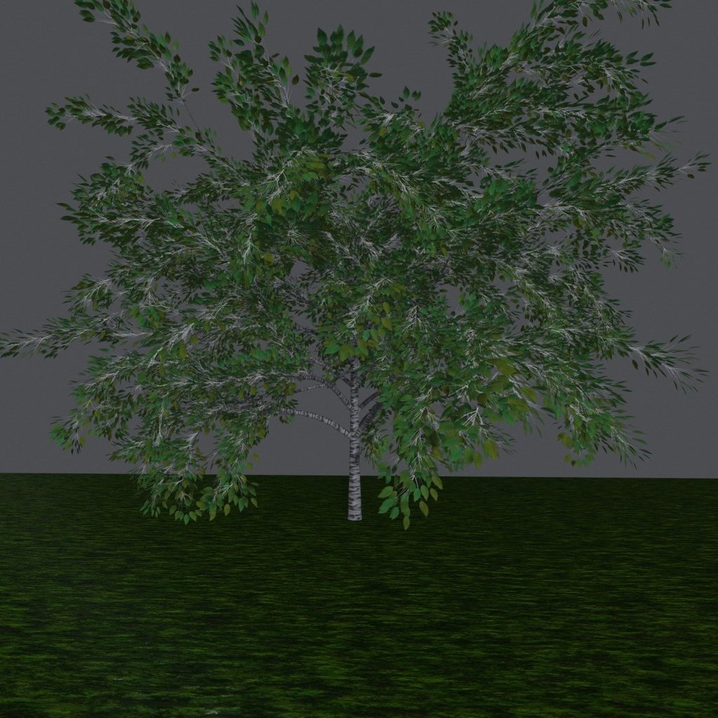 Birch Tree | FREE Trees models | BlenderKit