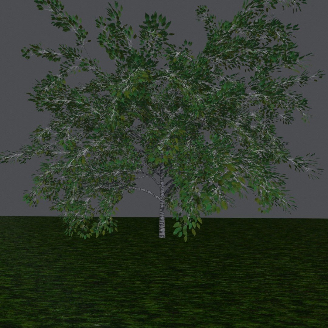 Birch Tree | FREE Trees models | BlenderKit