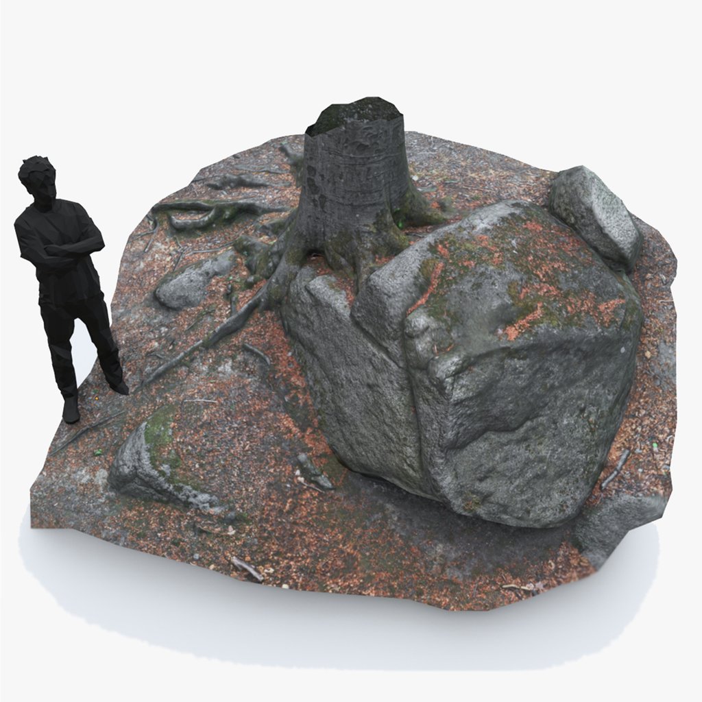 Beech forest ground roots rock tree | Environment Elements models ...