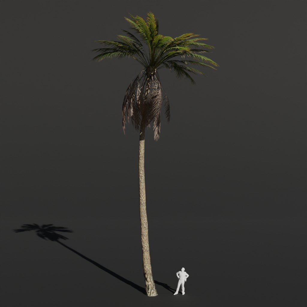 Palm Tree Large Tall | Trees models | BlenderKit
