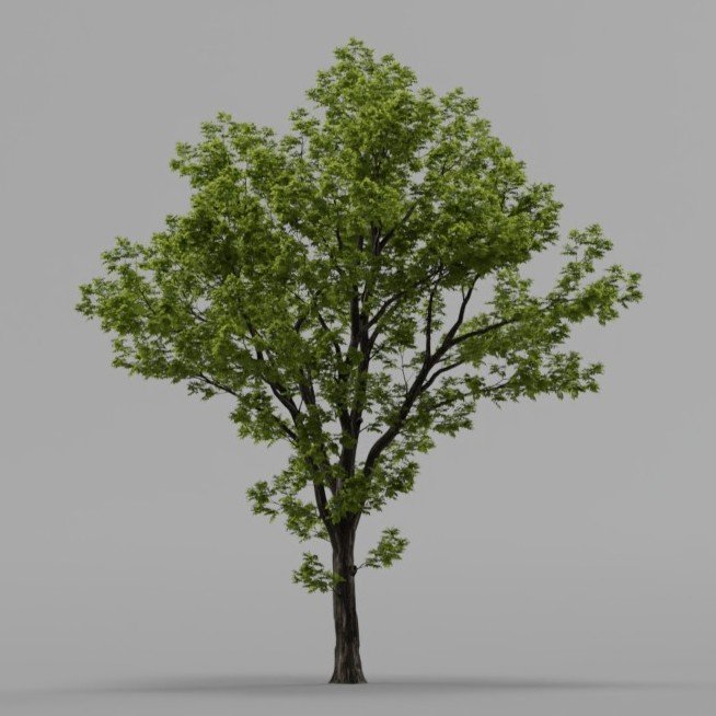 Tree_Lib1 | Trees models | BlenderKit