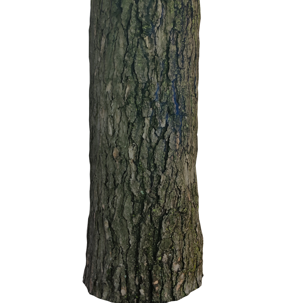 Tree trunk | FREE Trees models | BlenderKit