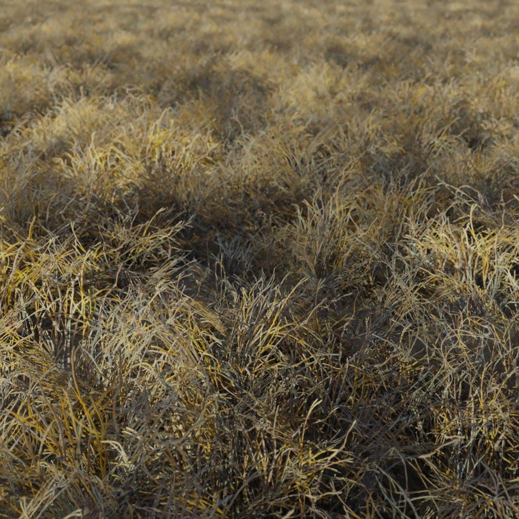 Grass Bouteloua Eriopoda Wide | Grass models | BlenderKit